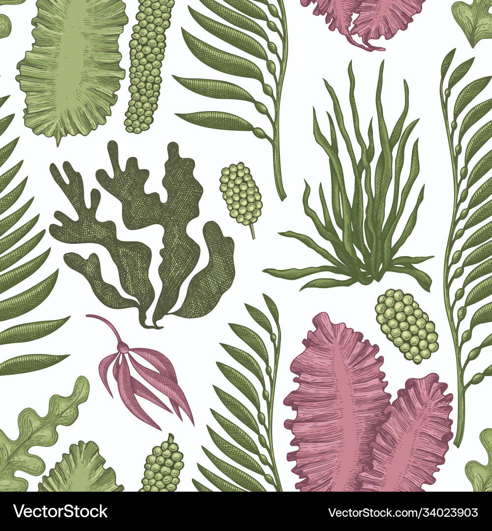 Seaweed seamless pattern hand drawn seaweeds Vector Image