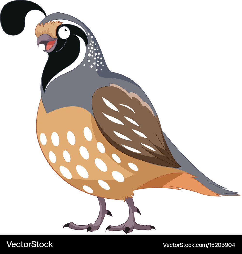Cartoon happy quail Royalty Free Vector Image - VectorStock