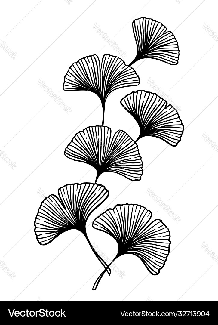 Ginkgo biloba branch Royalty Free Vector Image