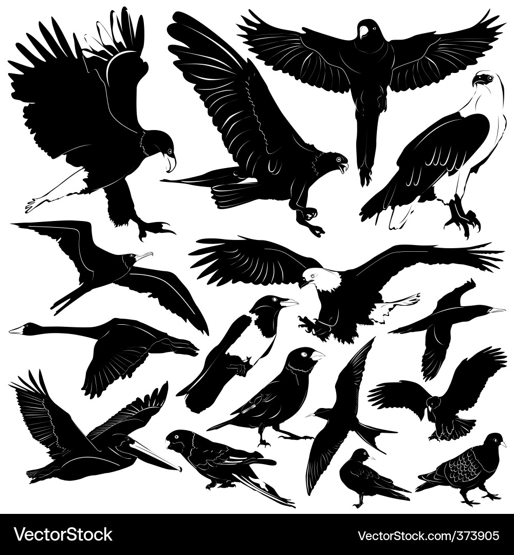 Birds Royalty Free Vector Image - VectorStock