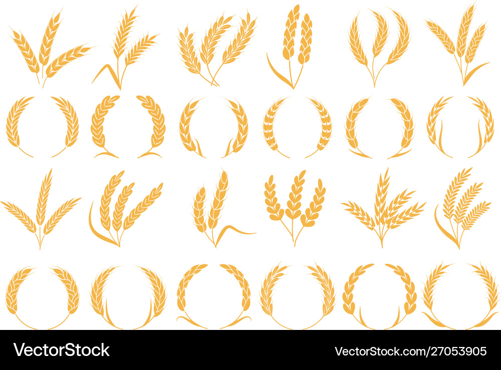 Golden Wheat Harvest Royalty Free Vector Image