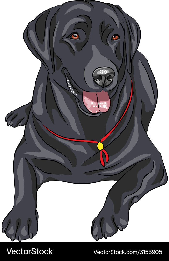 Labrador Royalty Free Vector Image - VectorStock