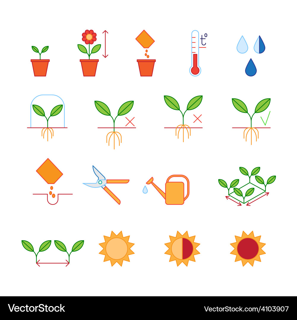 Seeding planting instructions steps pruning Vector Image