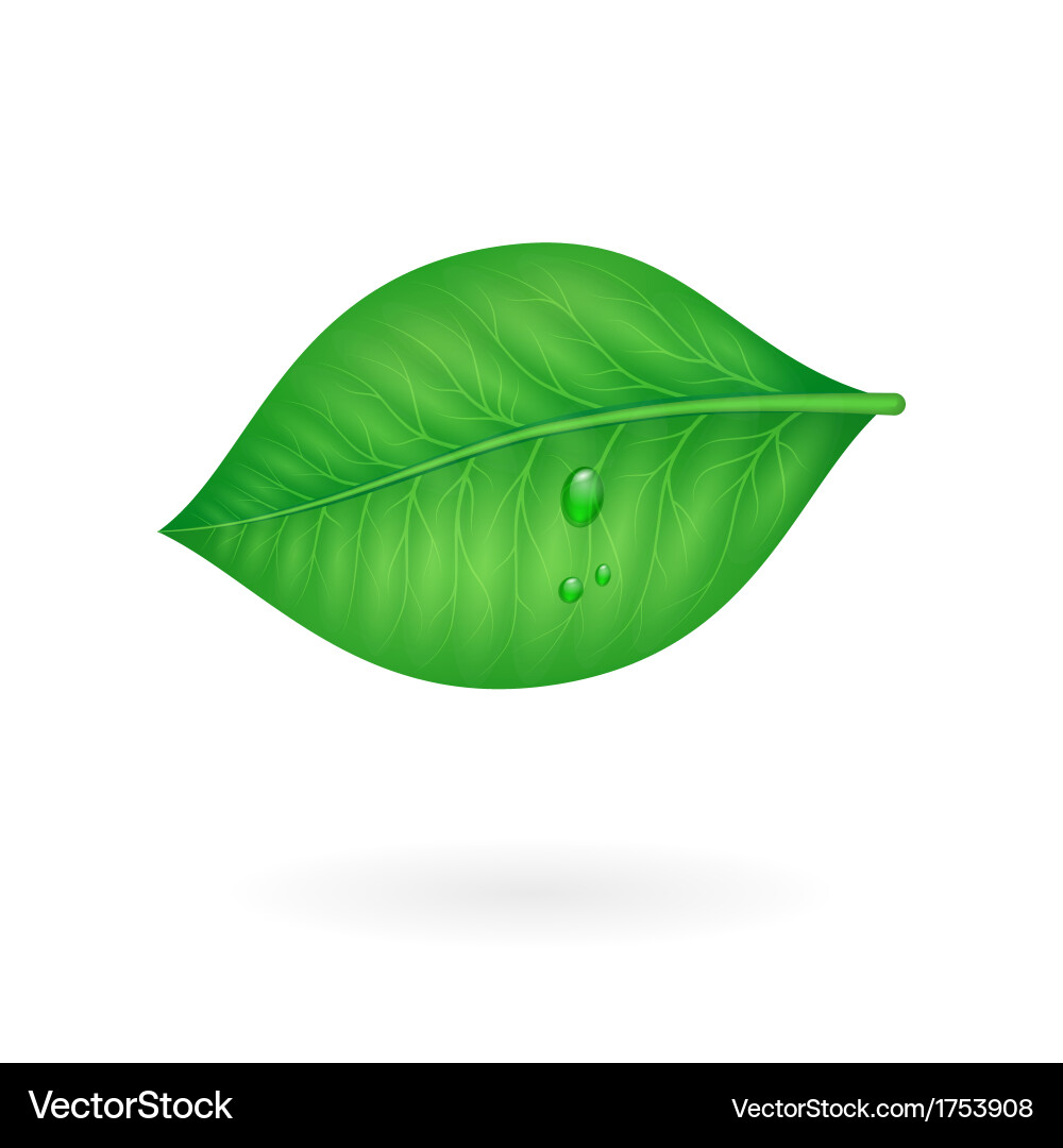 Green leaf Royalty Free Vector Image - VectorStock