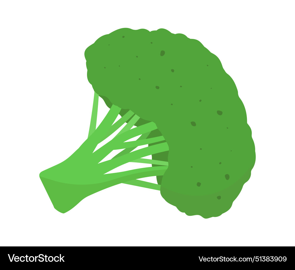 Broccoli vegetable isolated on transparent Vector Image