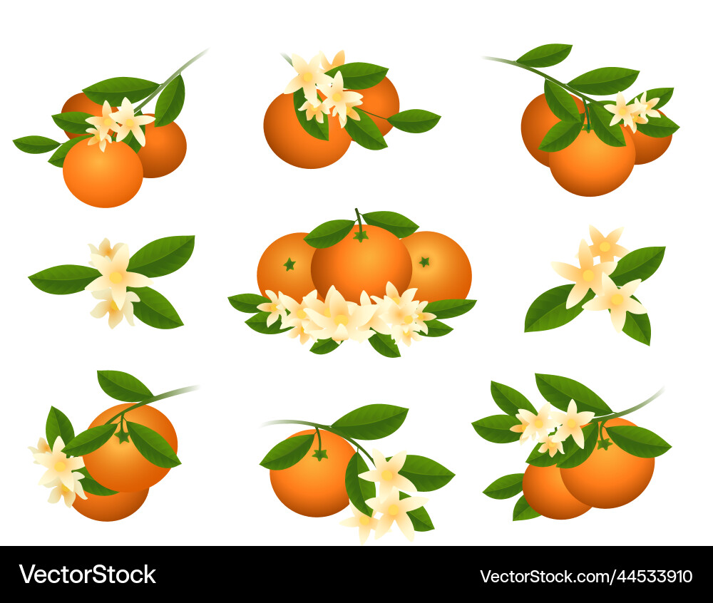 Mandarin branch and flowers Royalty Free Vector Image