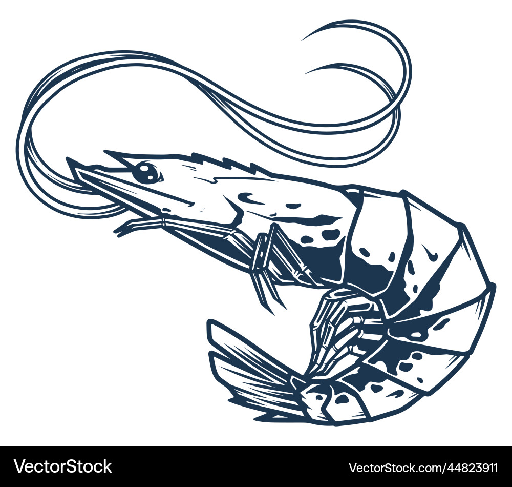Ocean shrimp detailed monochrome label Royalty Free Vector
