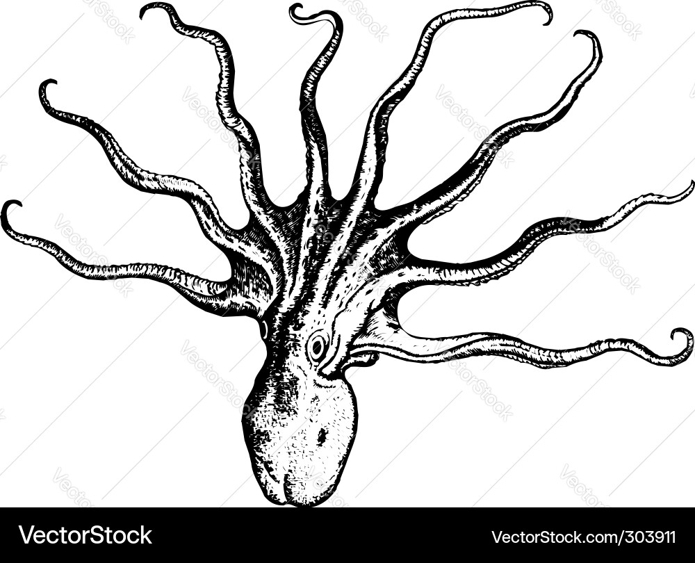 Octopus Royalty Free Vector Image - VectorStock