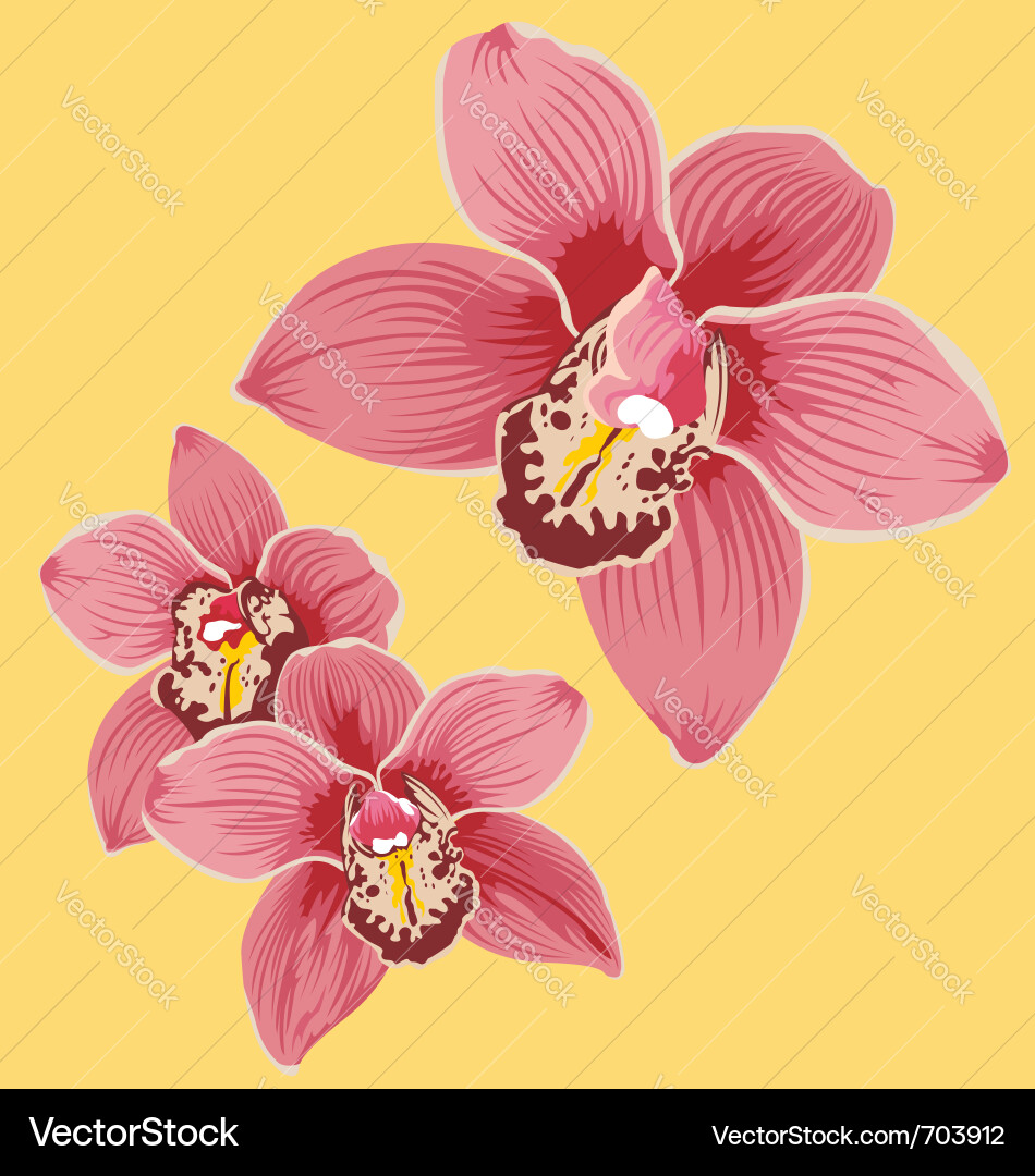 Orchid Royalty Free Vector Image - VectorStock