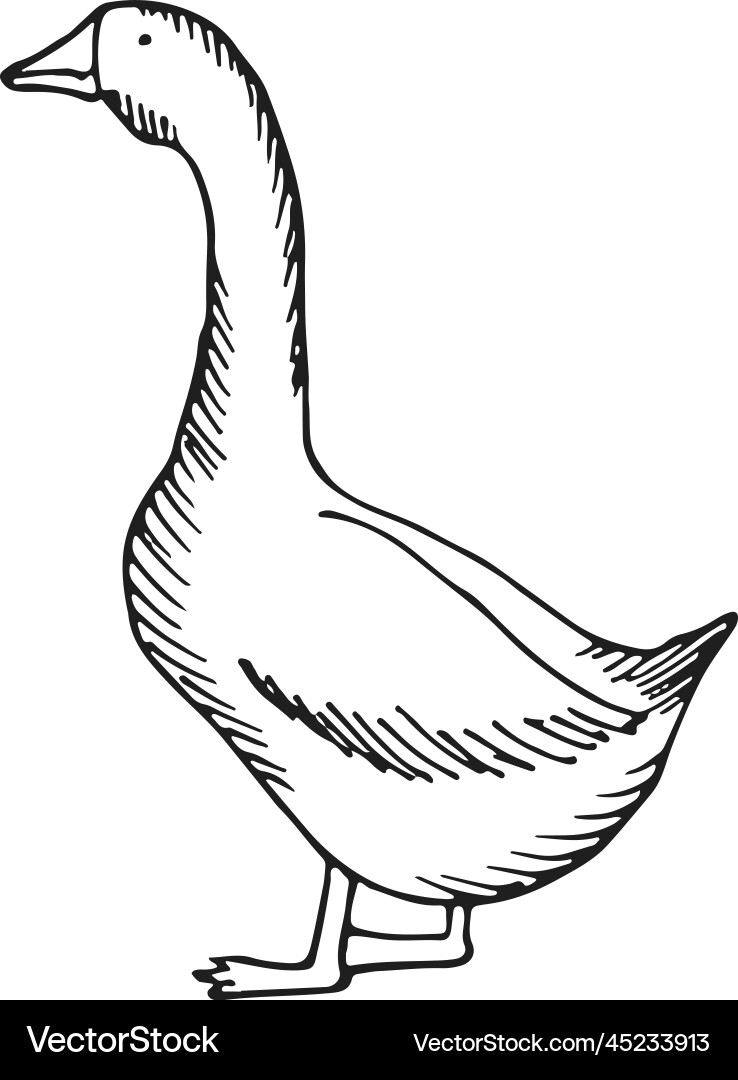 Farm bird hand drawn goose poultry drawing Vector Image