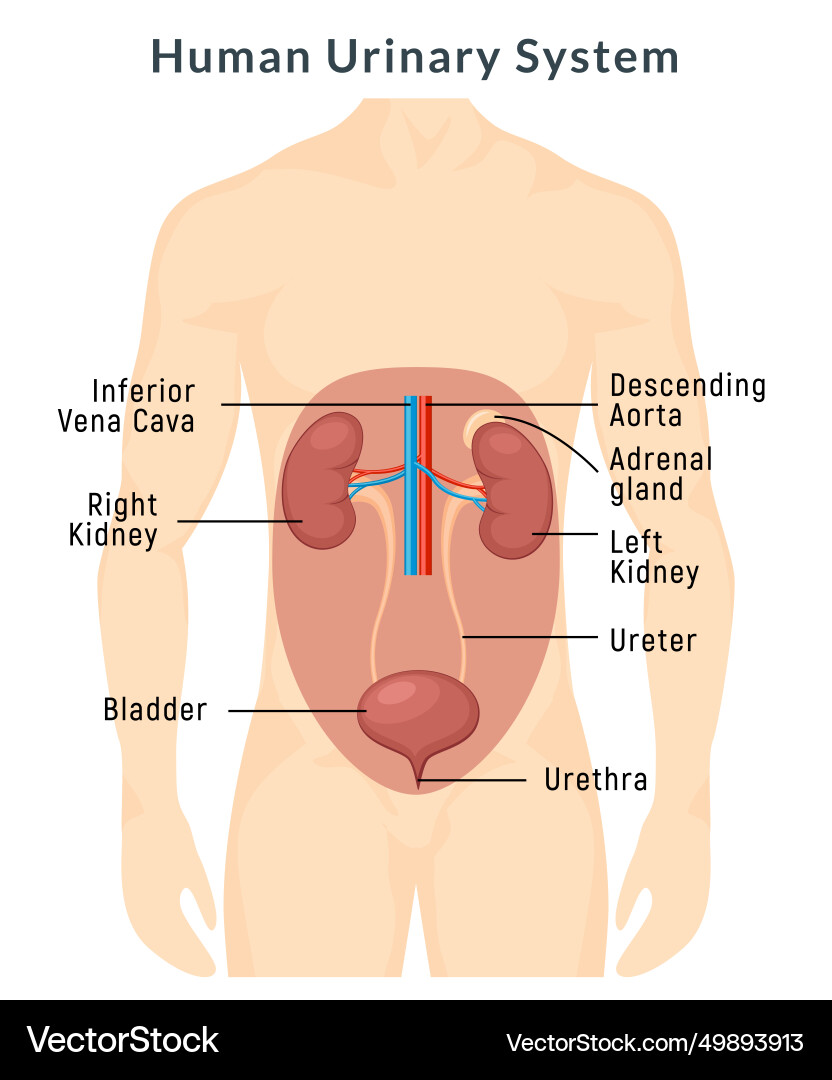Human Kidney Medical Diagram Human Urinary System Diagram