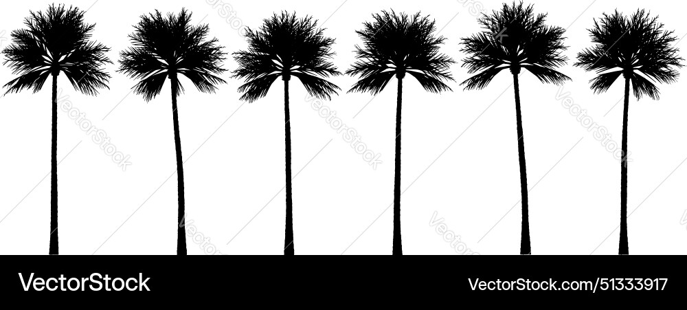 Realistic palm tree silhouette collection set Vector Image