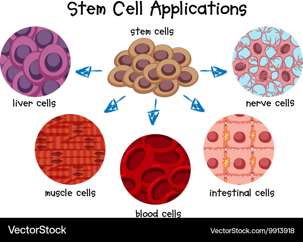 Diagram of different stem cells Royalty Free Vector Image