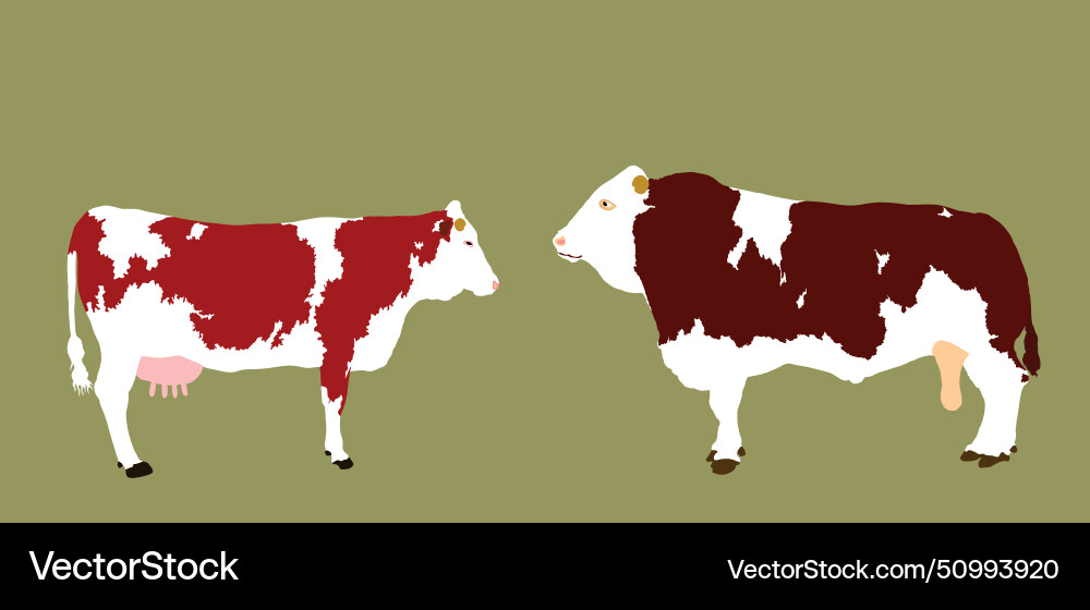 Simmental cow and bull couple Royalty Free Vector Image