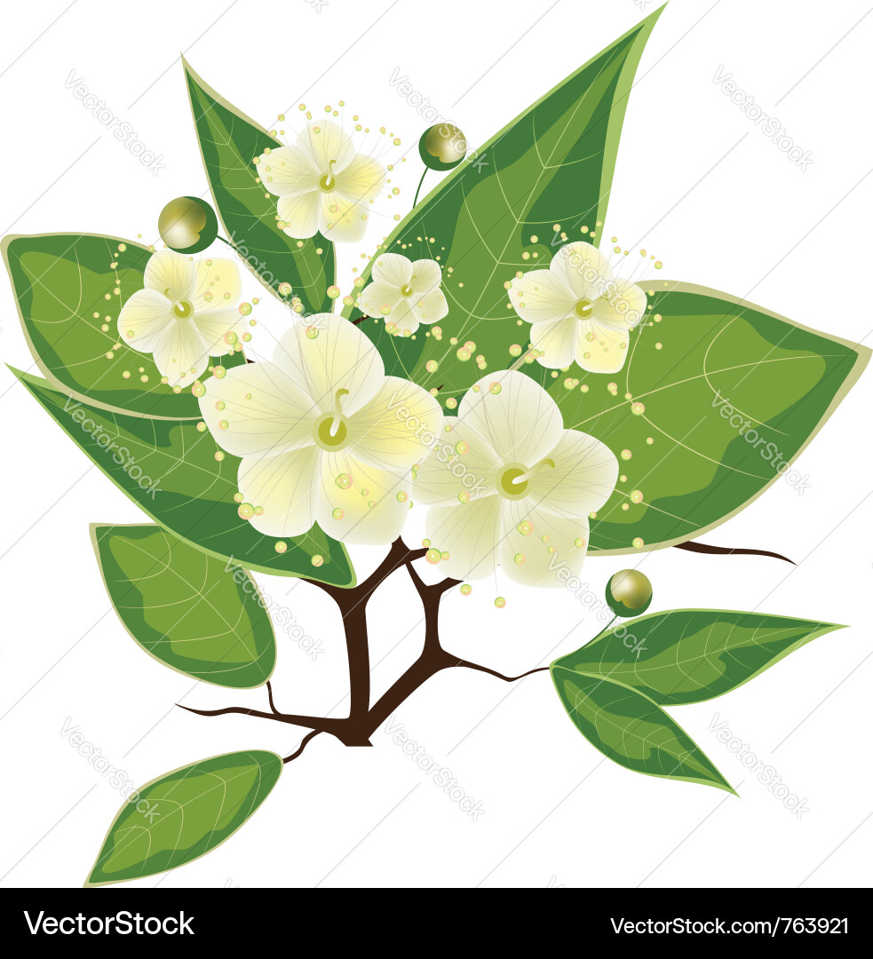 Blooming myrtle branch Royalty Free Vector Image