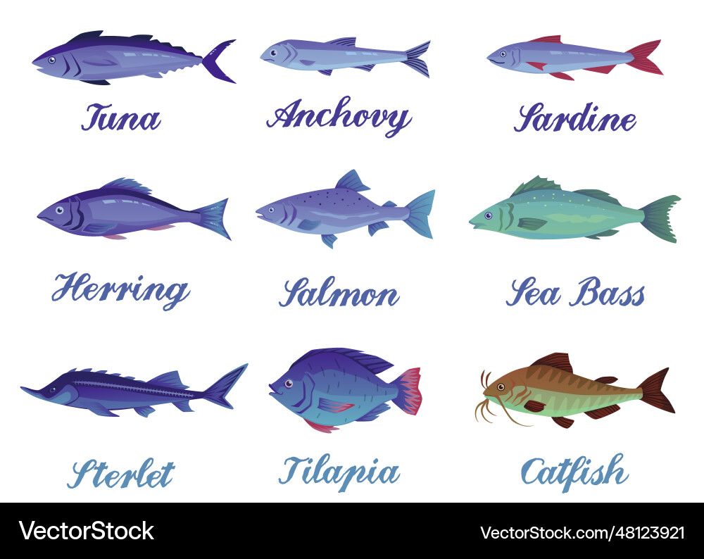 Types Of Sea Fishes With Pictures And Names - Infoupdate.org