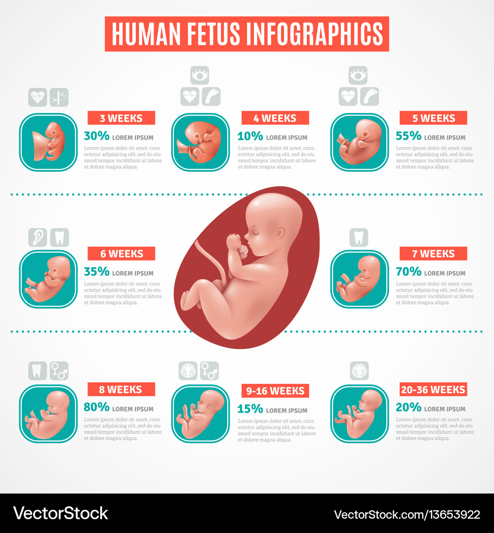 Human Embryo Development Infographic Royalty Free Vector