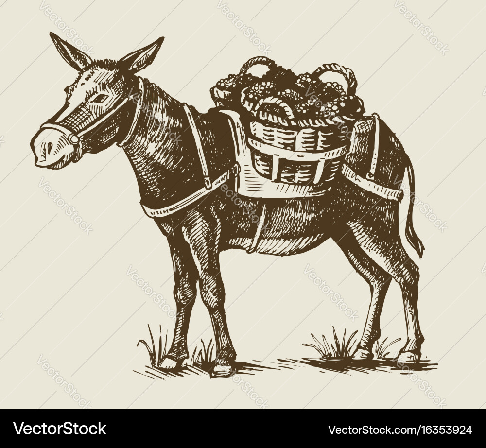 A donkey Royalty Free Vector Image - VectorStock