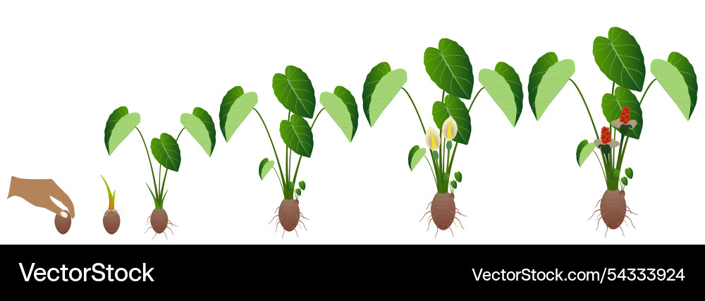 Cycle of growth taro plant Royalty Free Vector Image