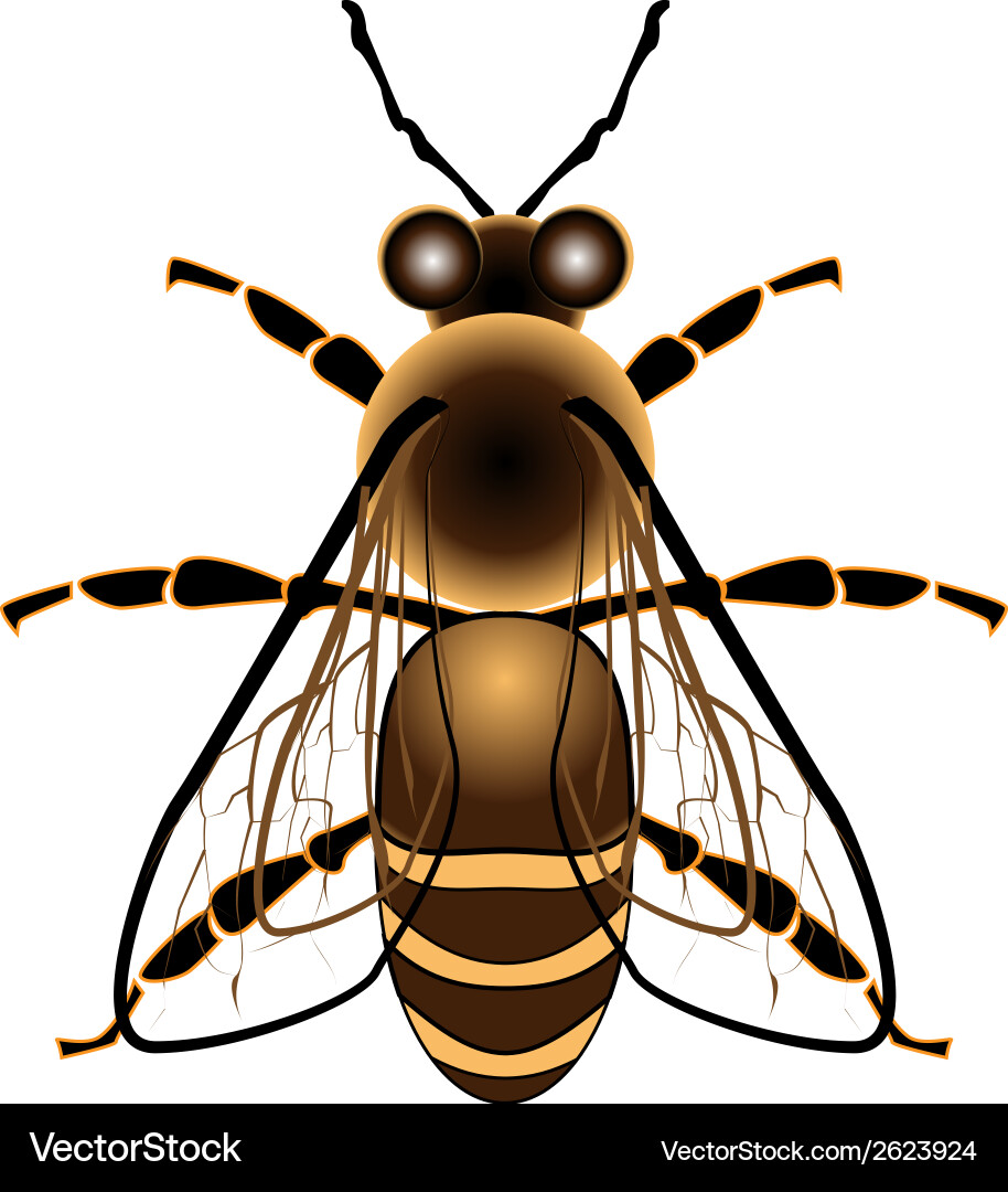 Honeybee Royalty Free Vector Image - VectorStock