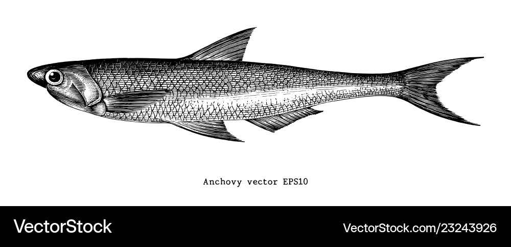 Anchovy hand drawing vintage engraving Royalty Free Vector