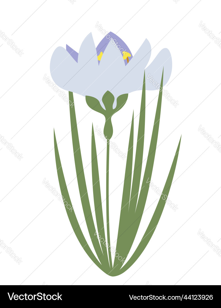 Crocus in flat style Royalty Free Vector Image