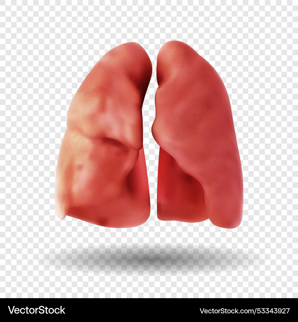 Healthy human lungs isolated on transparent Vector Image