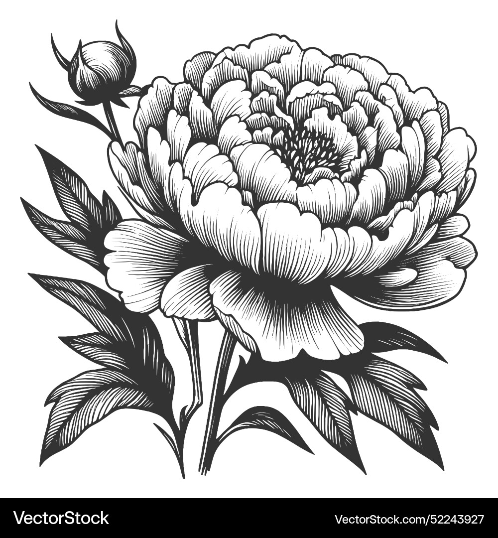 Peony flower engraving sketch Royalty Free Vector Image
