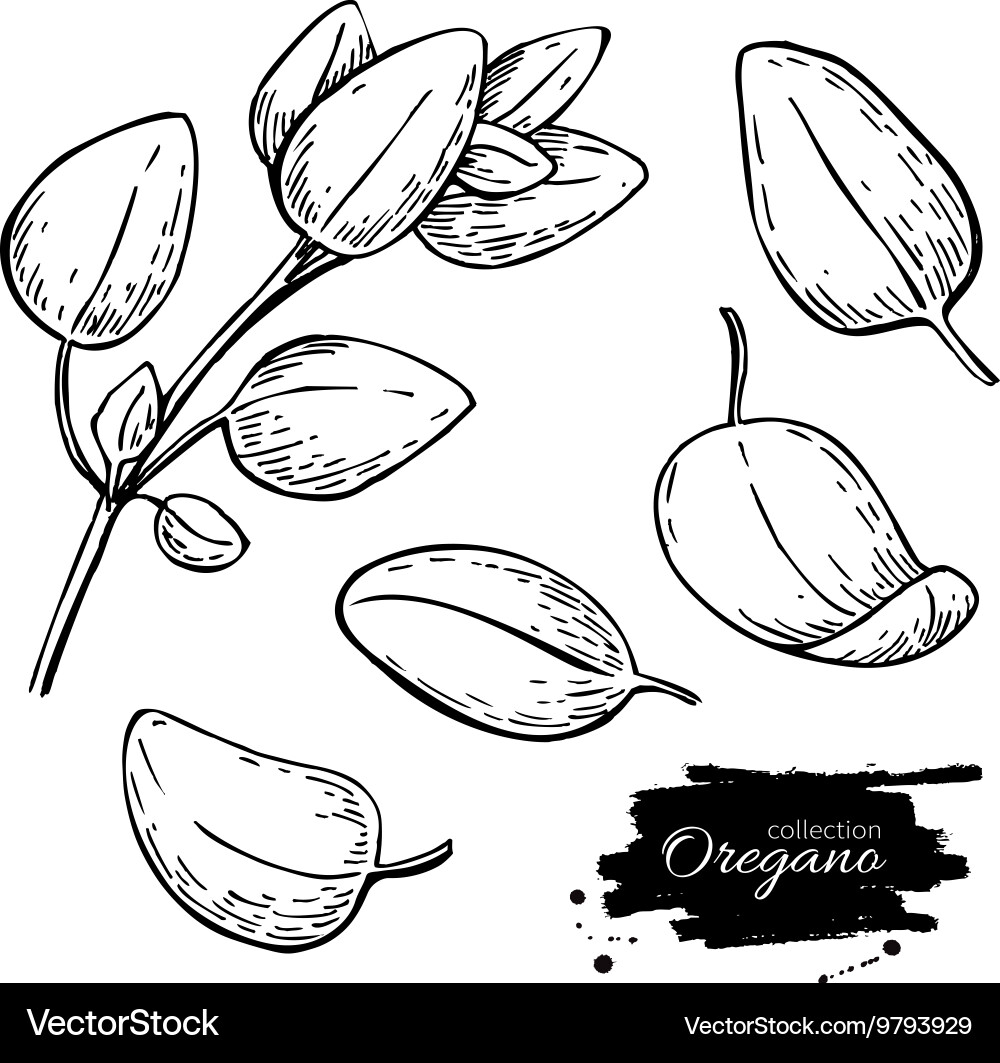 Oregano set drawing isolated plant Royalty Free Vector Image