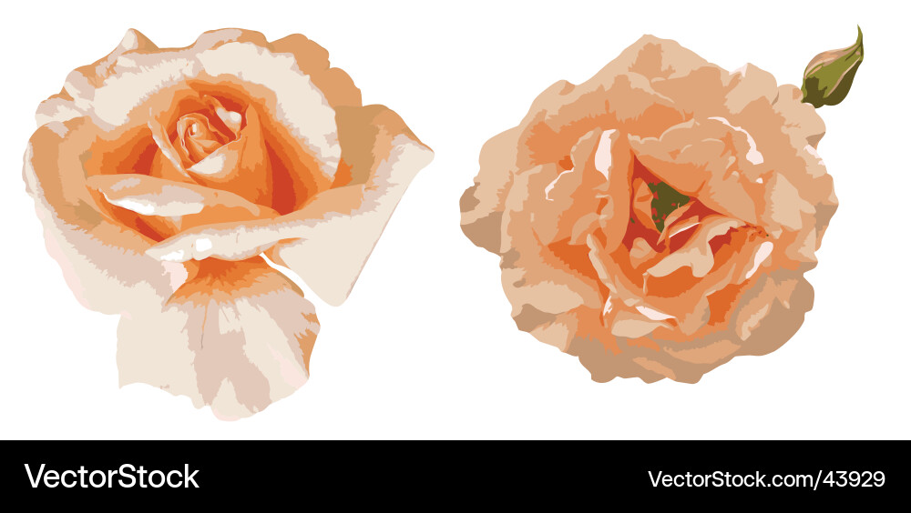 Tea roses Royalty Free Vector Image - VectorStock