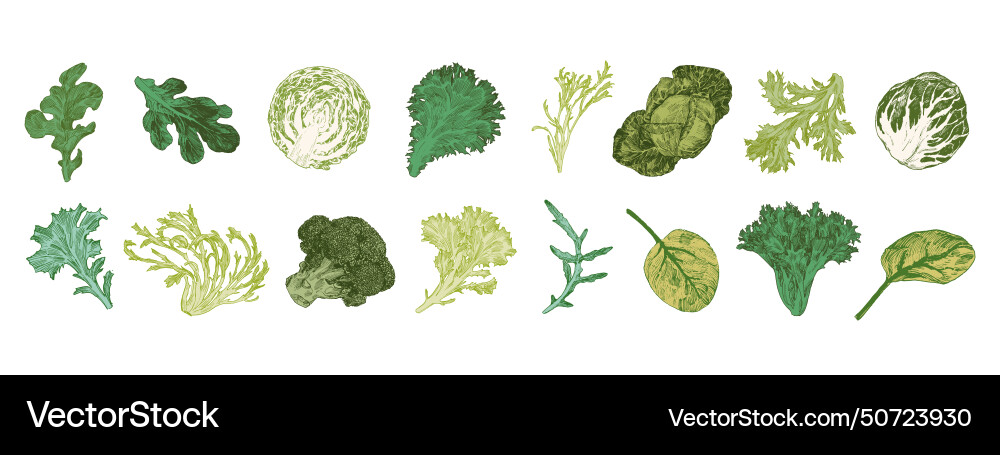 Cabbage lettuce engraved coloured collection Vector Image