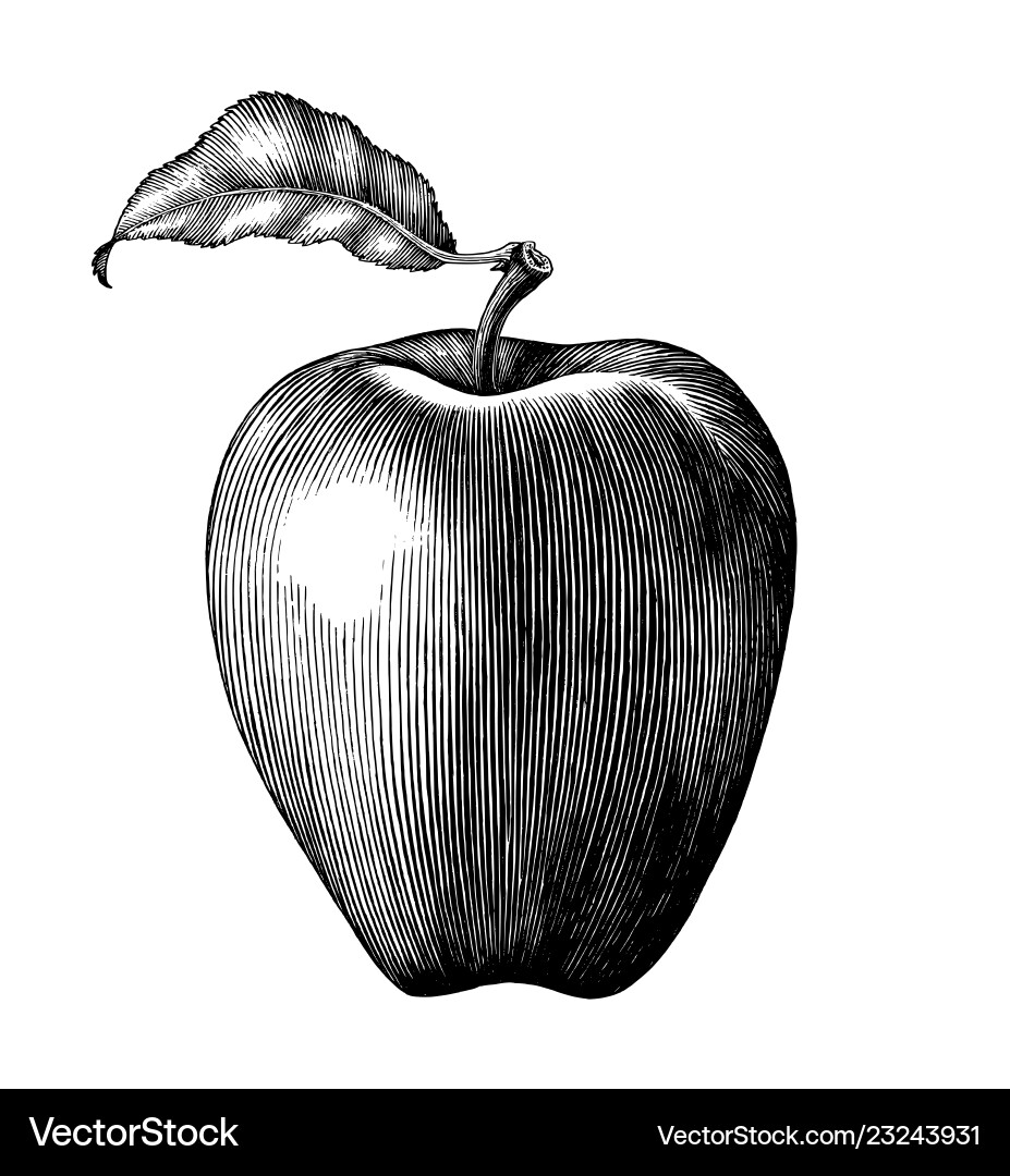Apple Outline Clip Art Apple Fruit Drawing Vintage Clip Art Isolated