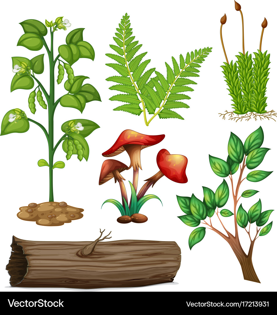 Different types of plants Royalty Free Vector Image