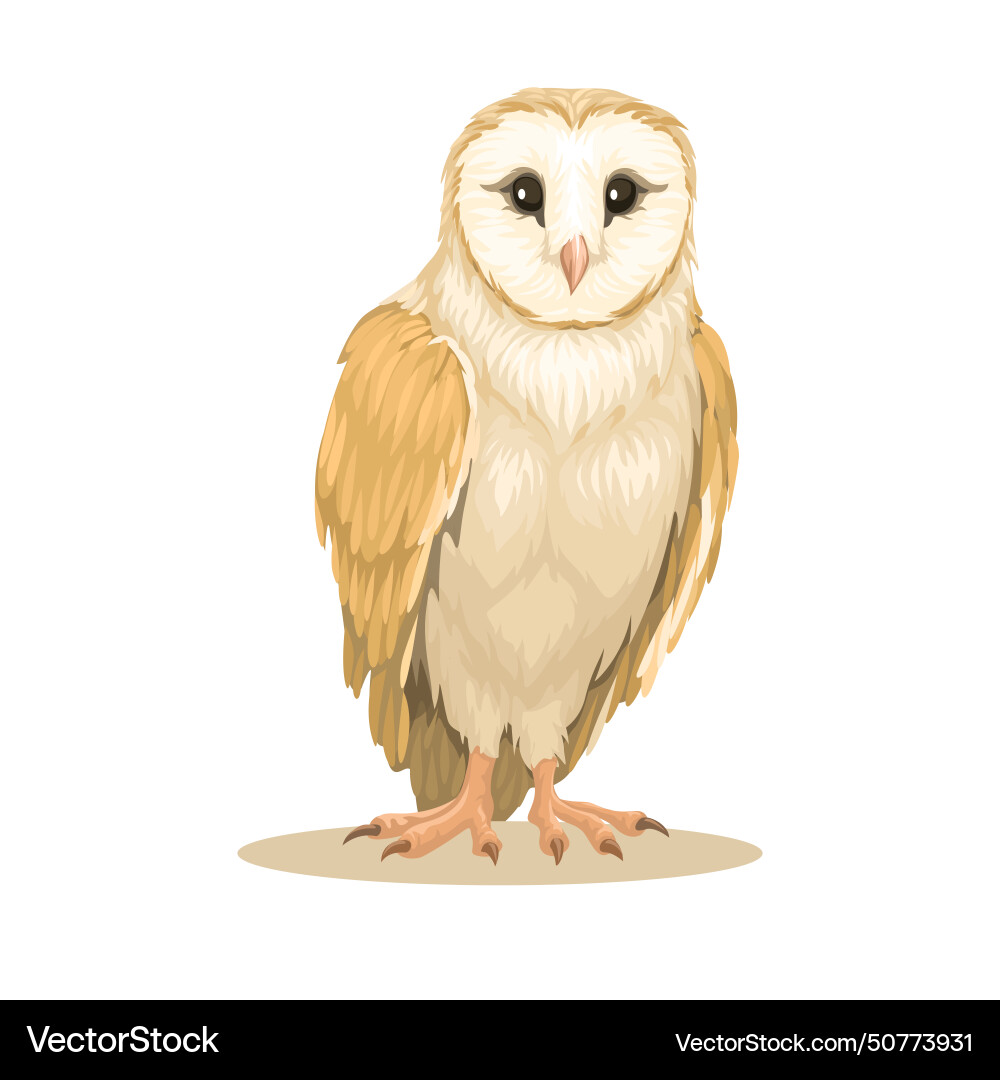 Owl bird animal realistic Royalty Free Vector Image
