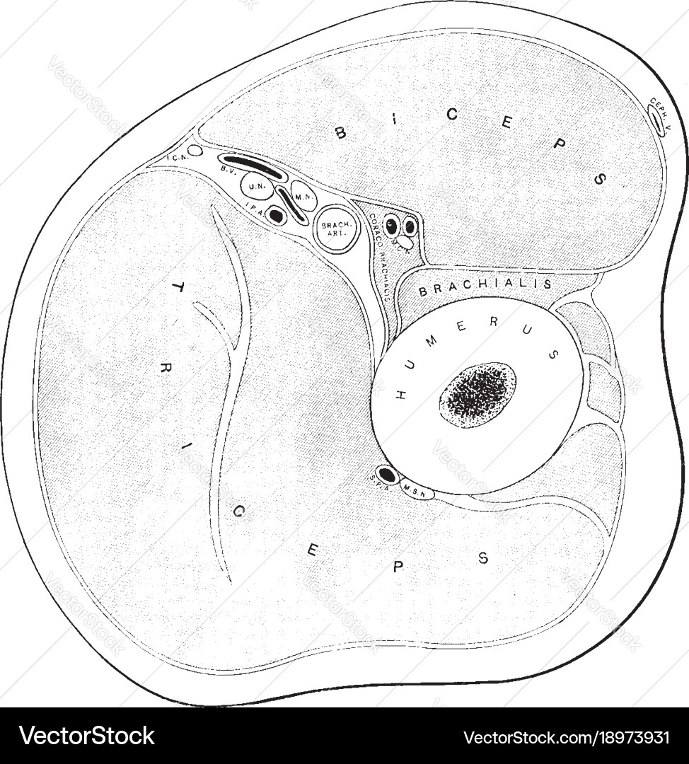 Vintage Anatomical Arm Section Royalty Free Vector Image