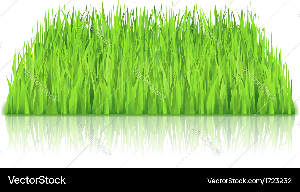 Green grass Royalty Free Vector Image - VectorStock