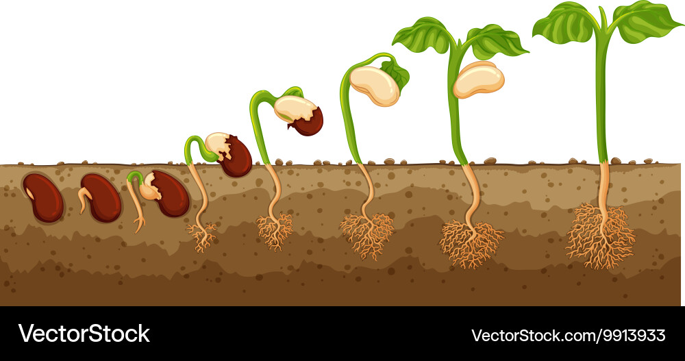 Seed growing into tree Royalty Free Vector Image