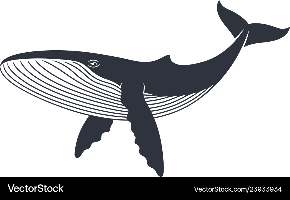Whale Royalty Free Vector Image - VectorStock