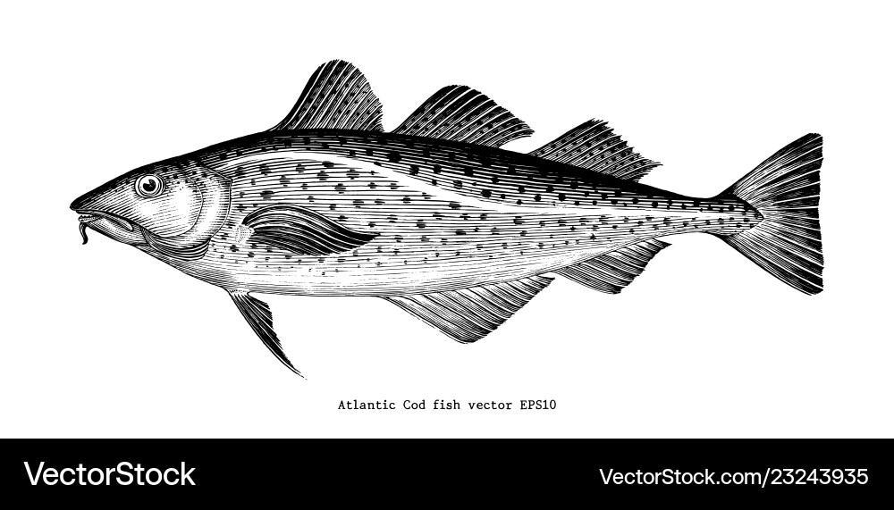 Atlantic cod fish hand drawing vintage engraving Vector Image