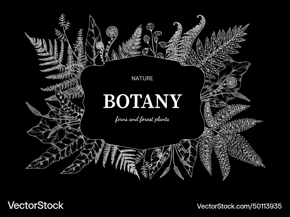 Botany poster ferns and forest plants frame Vector Image
