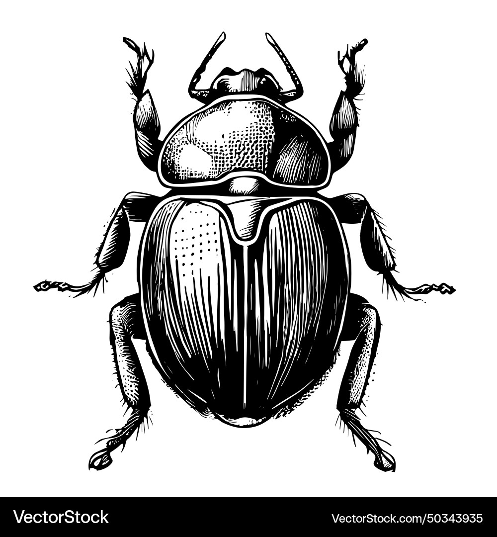 Scarab - classic drawn ink Royalty Free Vector Image