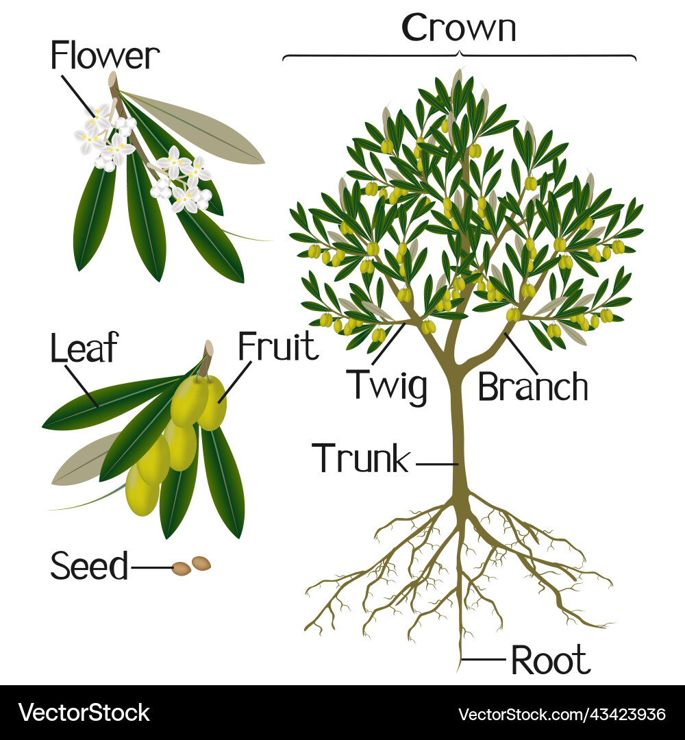 Parts of a olive tree isolated Royalty Free Vector Image