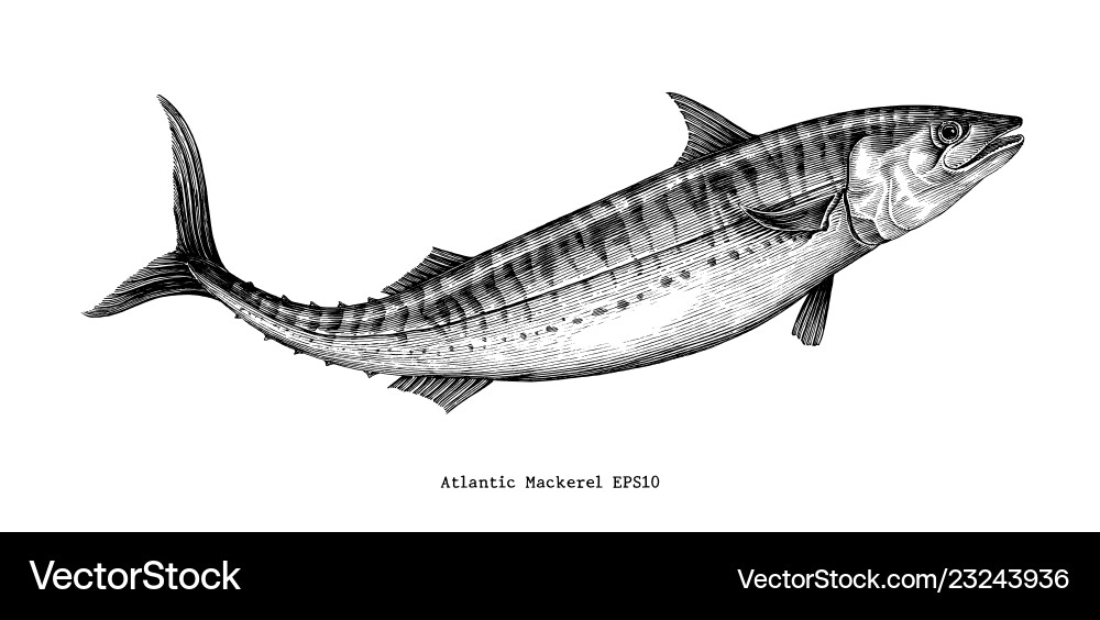 Vintage Atlantic Mackerel Drawing Royalty Free Vector Image