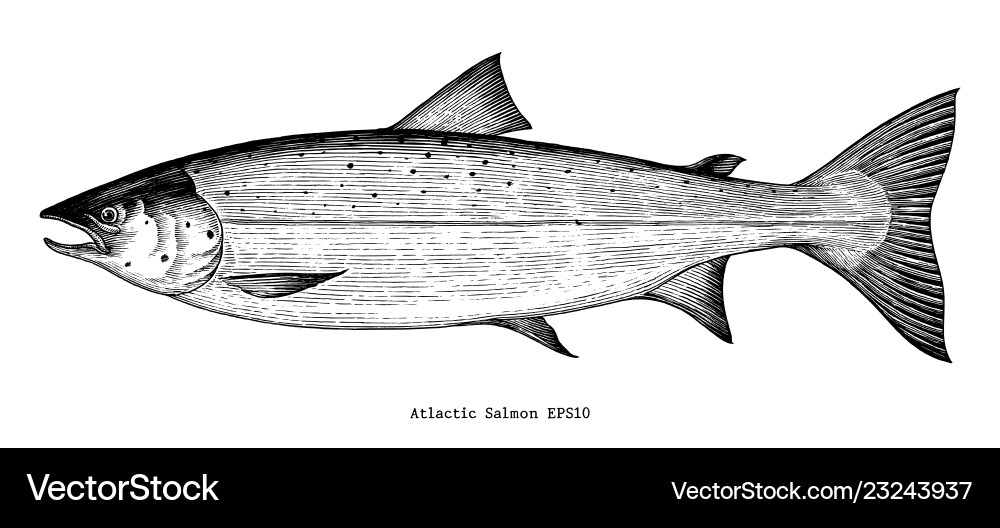 Atlantic salmon hand drawing engraving style Vector Image
