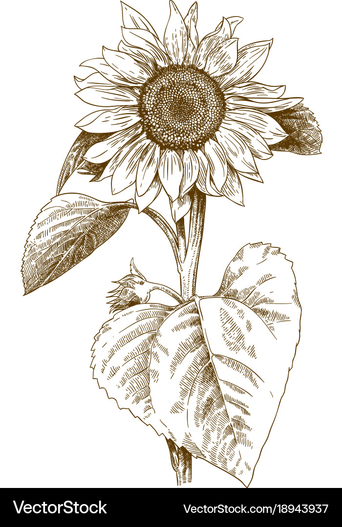 Engraving of sunflower Royalty Free Vector Image