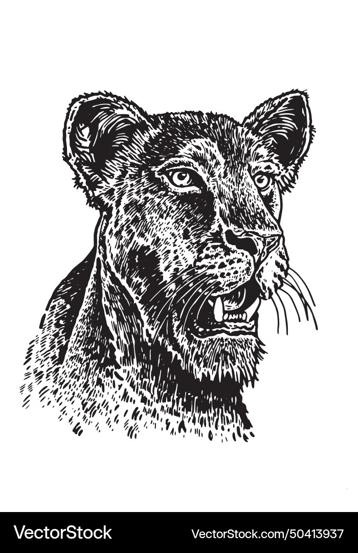 Graphical portrait of lioness on white background Vector Image