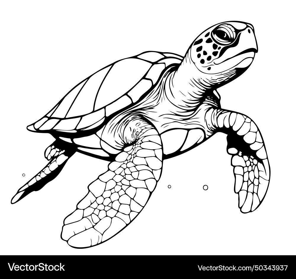 Sea turtle hand drawn engraving Royalty Free Vector Image