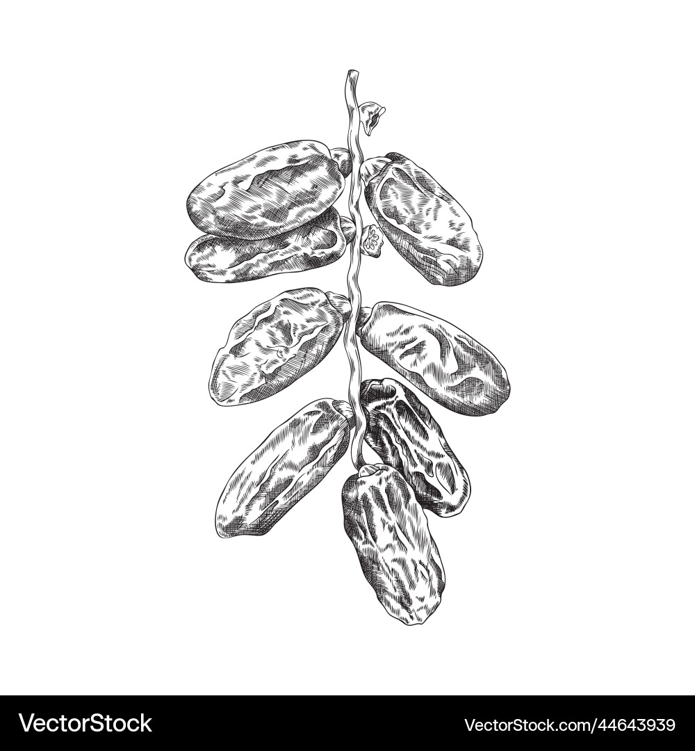 Hand drawn dried dates on branch sketch Royalty Free Vector