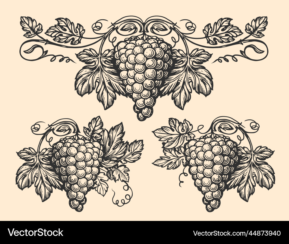 Grapevine pattern set sketch hand drawn vine Vector Image