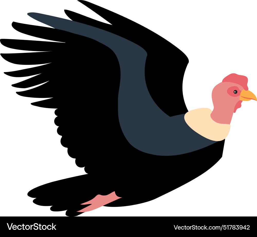 Flying andean condor bird Royalty Free Vector Image